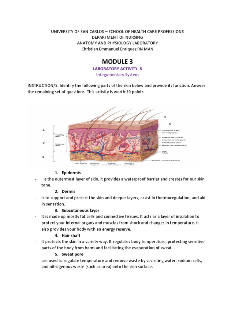 Integumentary System Lab Activity | PDF | Wellness