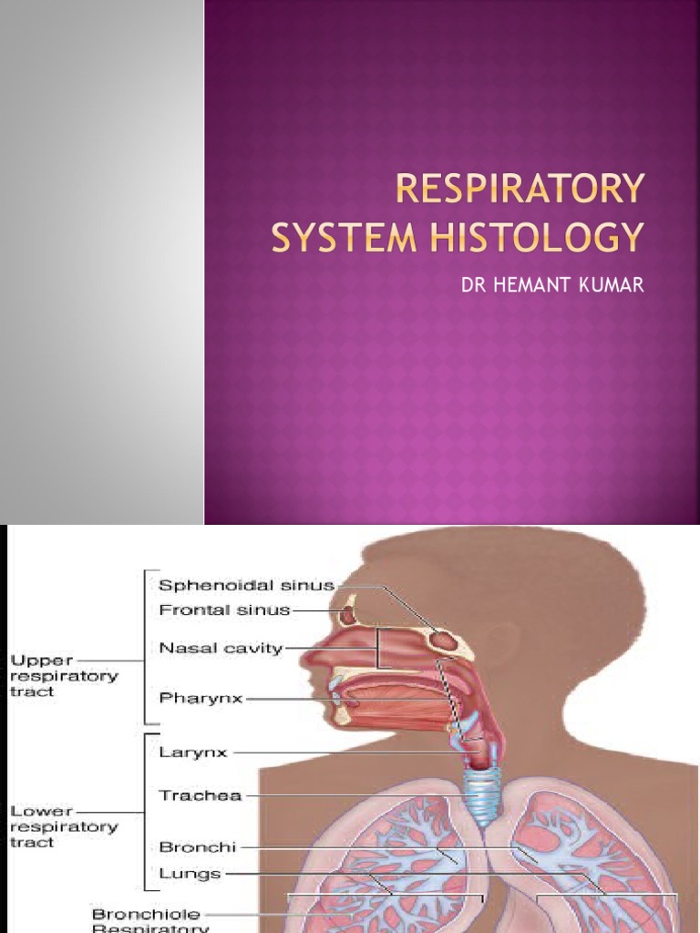 Respiratory System Histology | PDF | Respiratory Tract | Epithelium