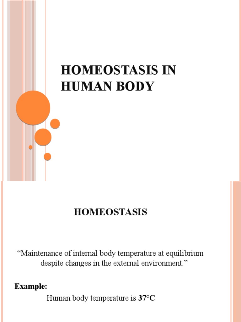 Homeostasis in the Human Body Explained | PDF