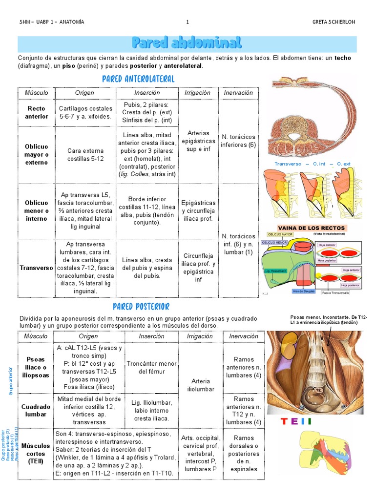 Anatomía de los Órganos Retroperitoneales | PDF | Abdomen | Riñón