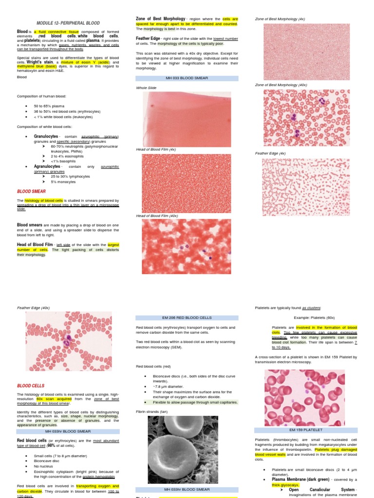 Module 12-Peripheral Blood: Zone of Best Morphology (4x) | PDF | White ...