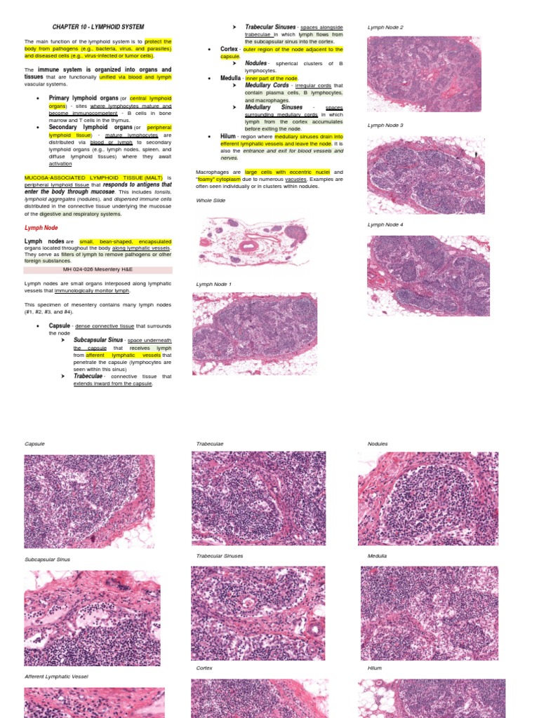 Module 13 | PDF | Lymph Node | Lymphatic System