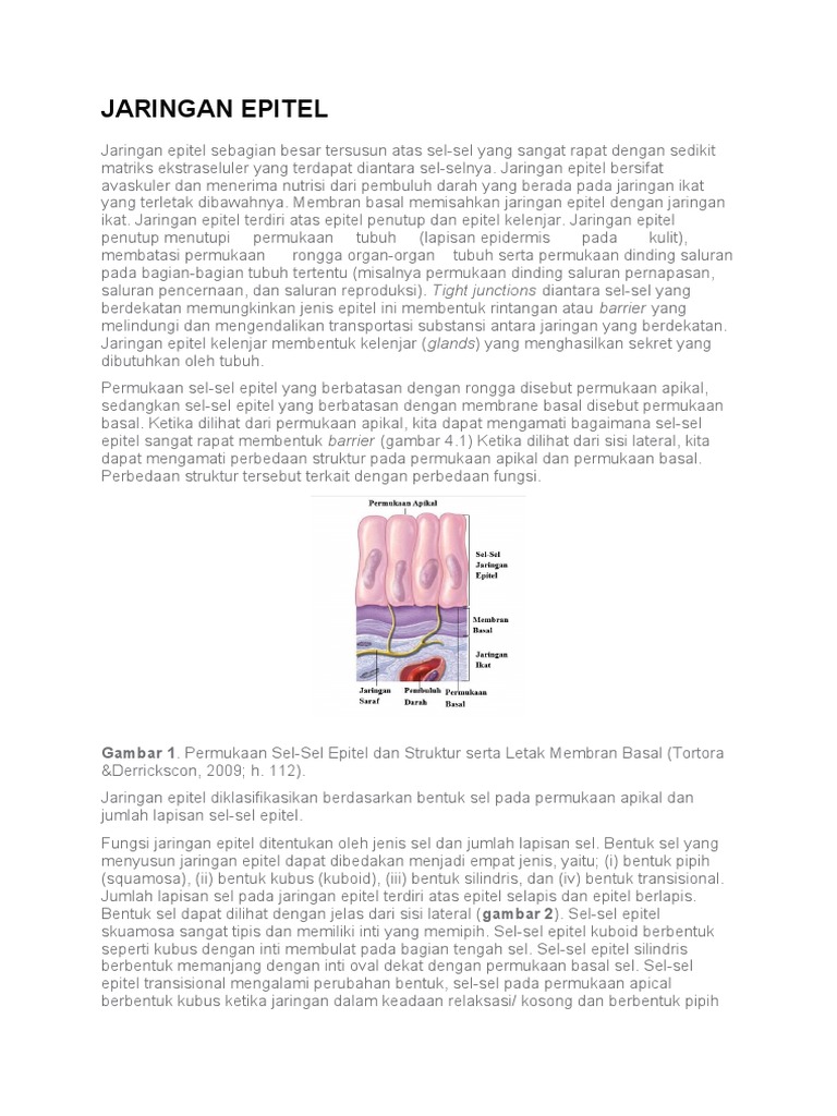 Jaringan Epitel | PDF