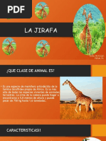 Anatomía y Fisiologia de La Jirafa | PDF