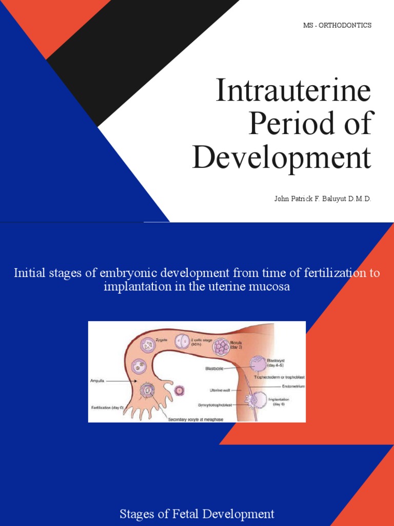 Intrauterine Period of Development | PDF | Nervous System | Anatomy