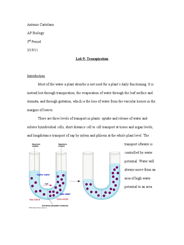 Transpiration Lab 9 | Download Free PDF | Leaf | Plant Stem