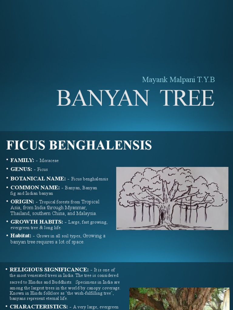 Banyan Tree: Mayank Malpani T.Y.B | PDF | Trees | Ficus