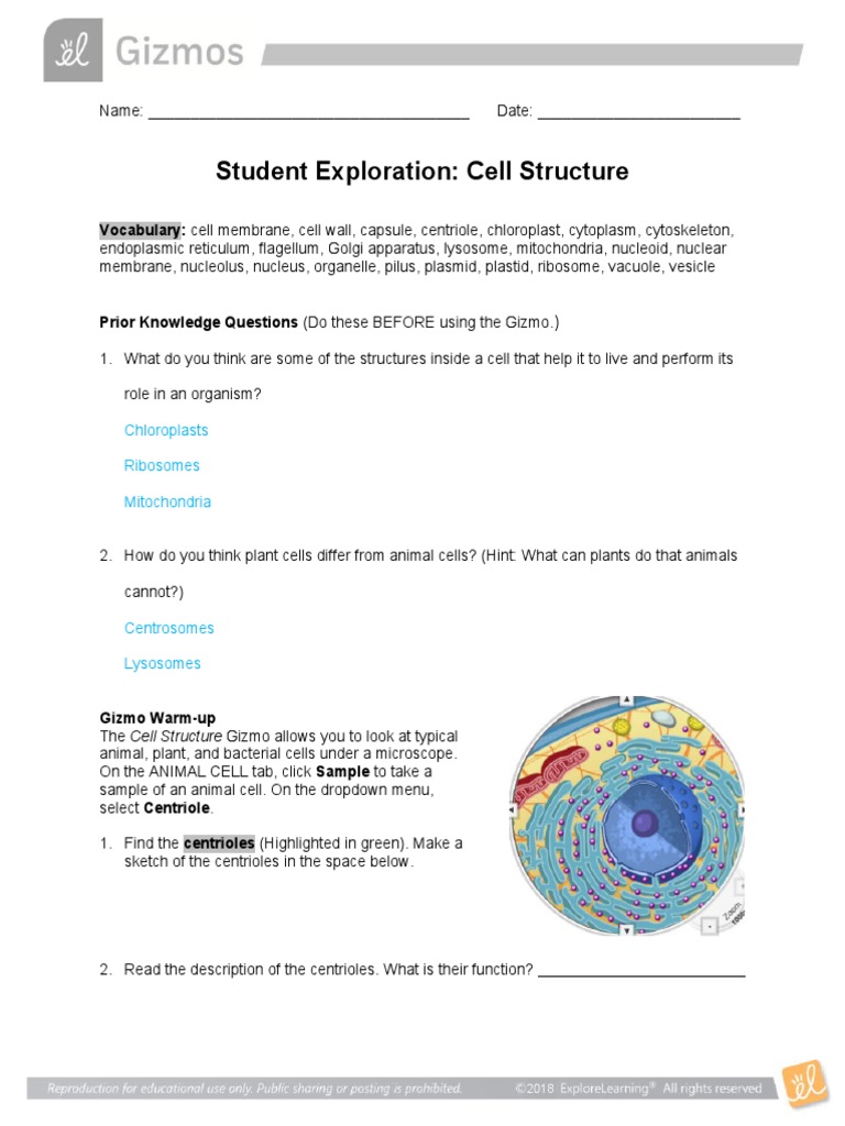 Student Exploration: Cell Structure | PDF | Cell (Biology) | Organelle