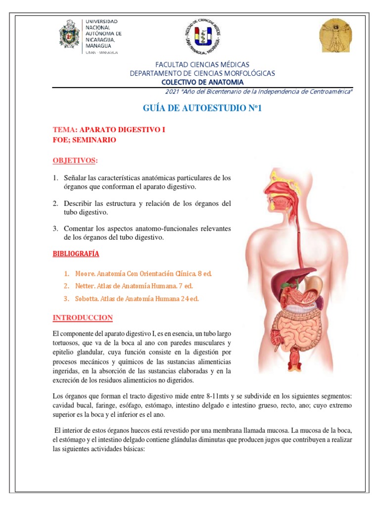 Guía de Autoestudio: Aparato Digestivo | PDF | Sistema digestivo humano ...