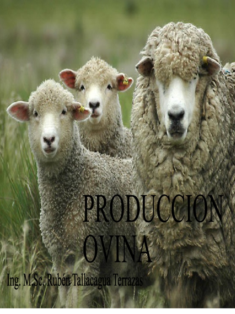Oveja | PDF | Oveja | Parto