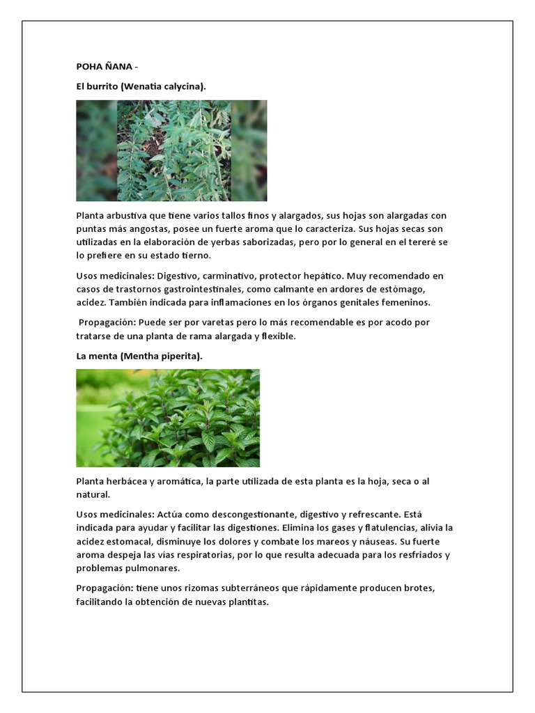 Usos y beneficios del pohã ñana | PDF | Plantas