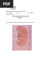 Acino Pulmonar y Enfisema | PDF | Ciencia y matemáticas