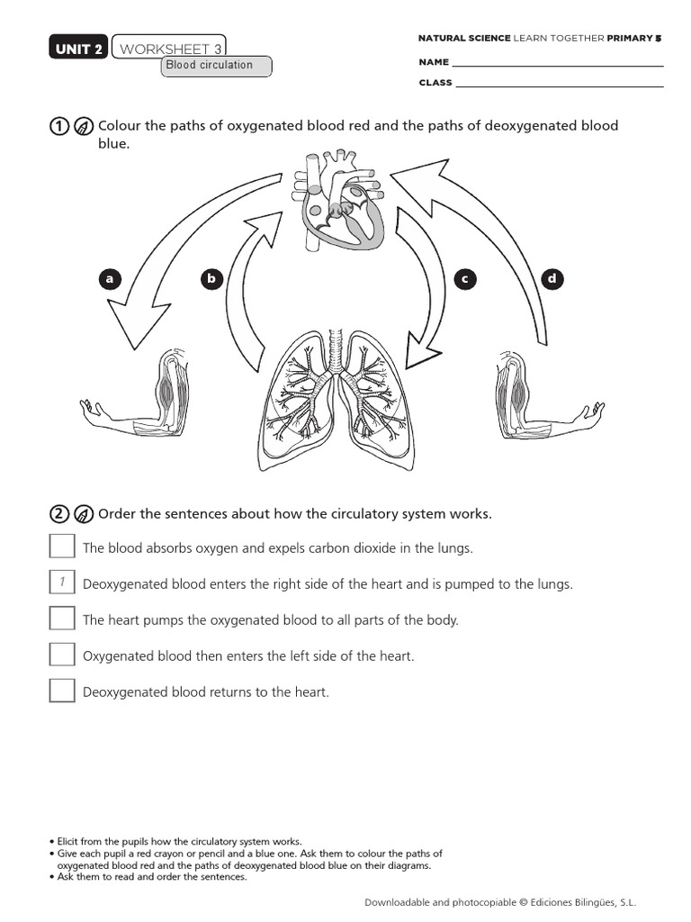 03.blood Circulation Worksheet 3 - U2 | PDF