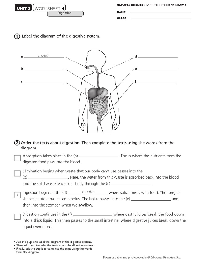 04.digestion Worksheet 4 - U2 | PDF