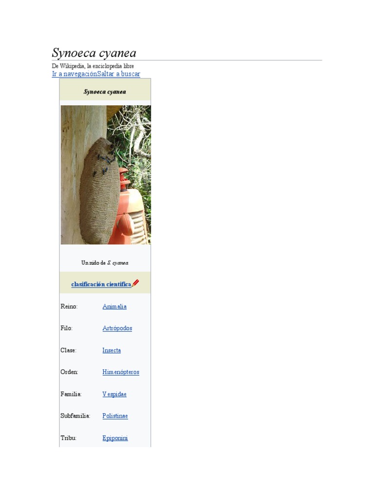 Synoeca Cyanea: Avispa Eusocial de Brasil | PDF | Avispa