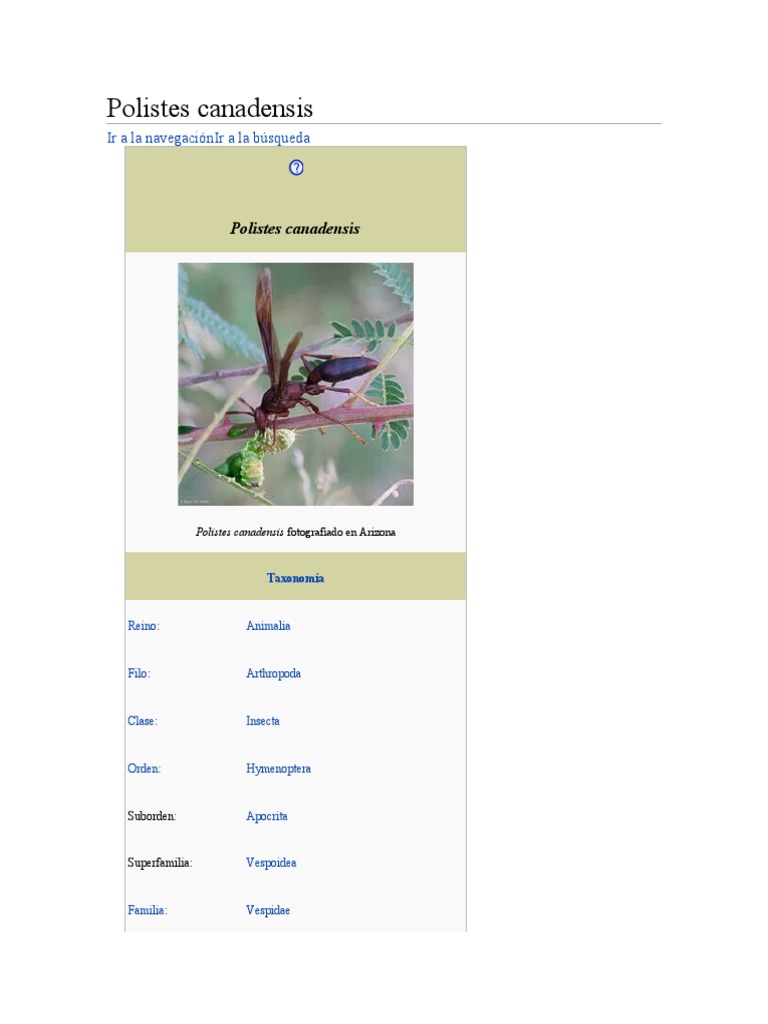 Polistes canadensis: Avispa de papel roja | PDF | Vespidae | Vespoidea