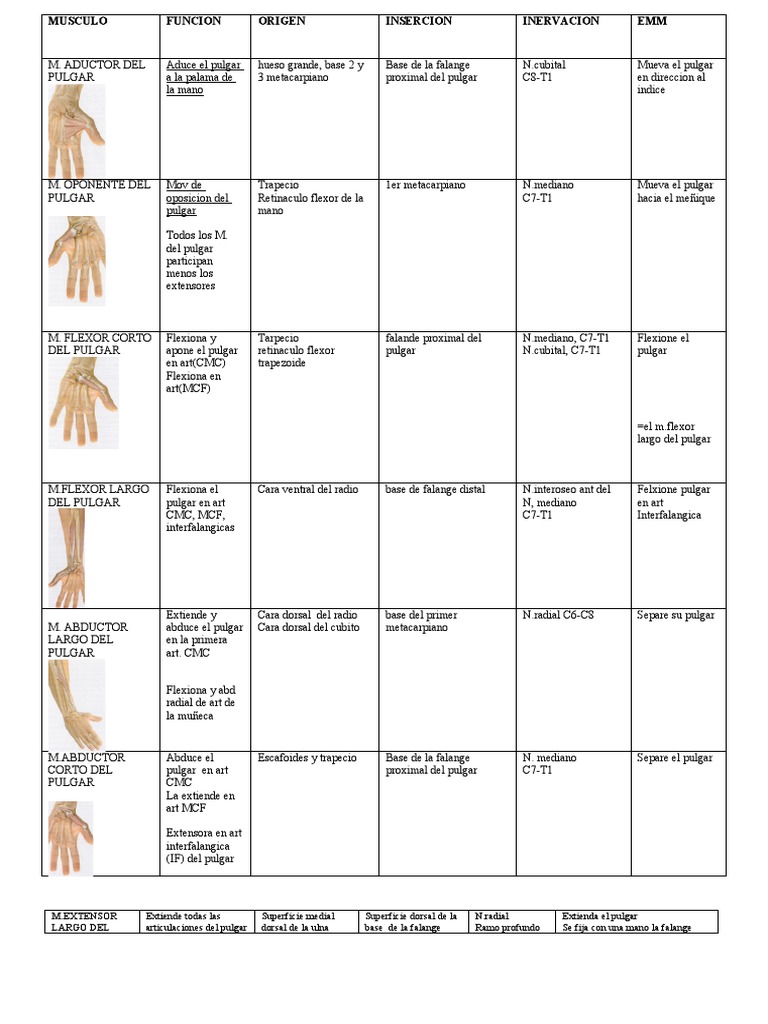 Músculos del pulgar y su función, origen, inserción e inervación | PDF ...