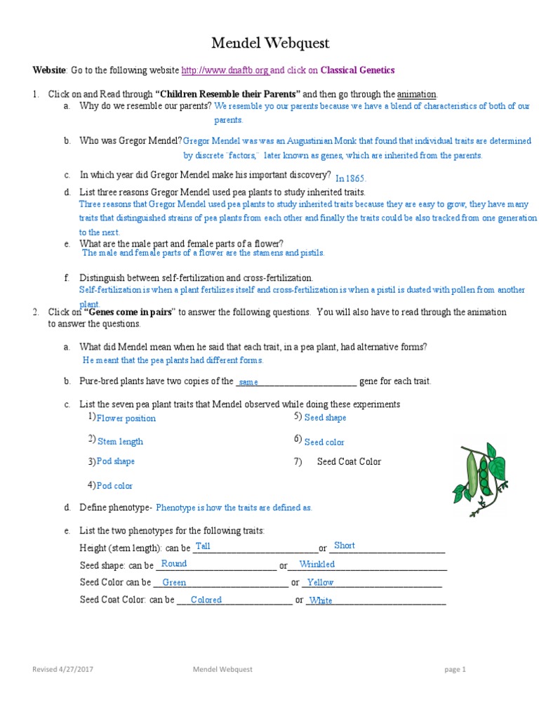 Mendel Genetics Webquest Guide | PDF | Dominance (Genetics) | Allele