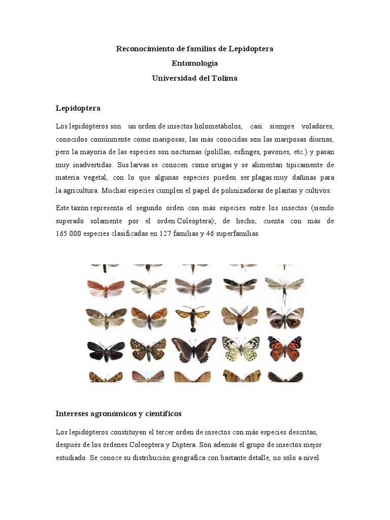 Reconocimiento de Familias de Lepidoptera | PDF | Lepidópteros | Insectos
