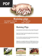Hog RAISING | PDF | Domestic Pig | Pig