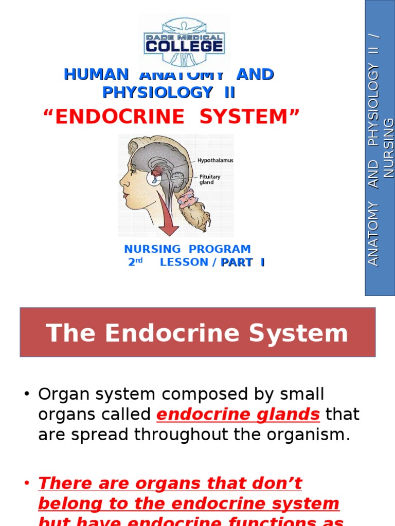 "Endocrine System": Human Anatomy and Physiology Ii | PDF | Endocrine ...
