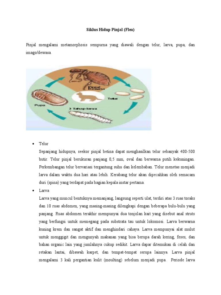 Siklus Hidup Pinjal | PDF