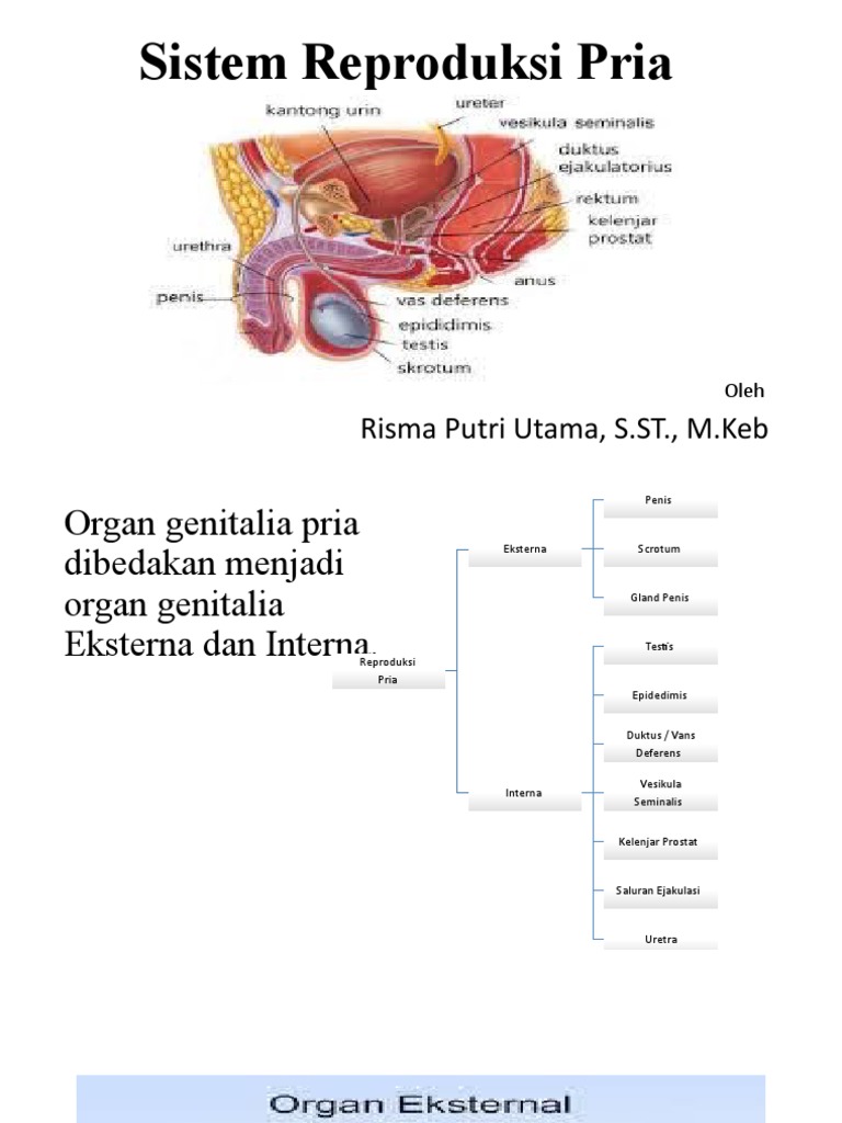 Organ Reproduksi Pria | PDF