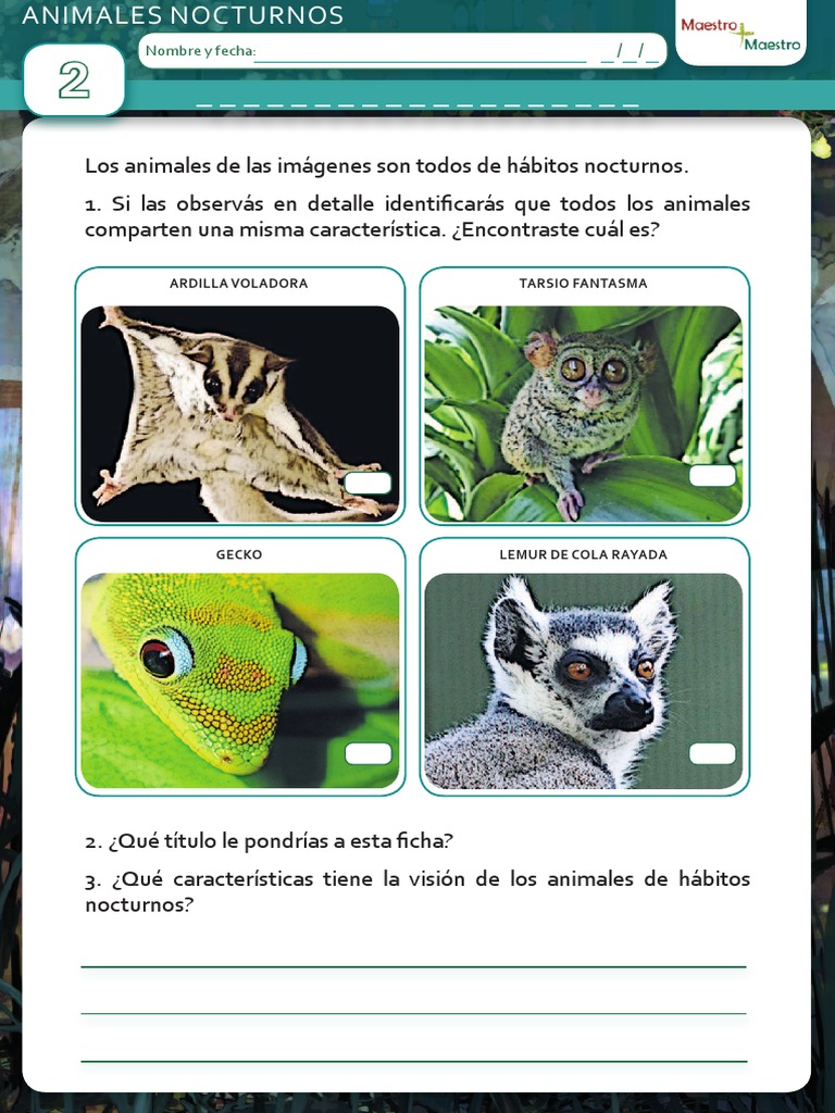 Animales Nocturnos y sus Características | PDF