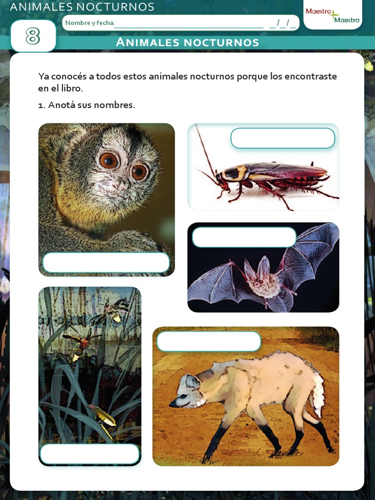 Lista de Animales Nocturnos | PDF