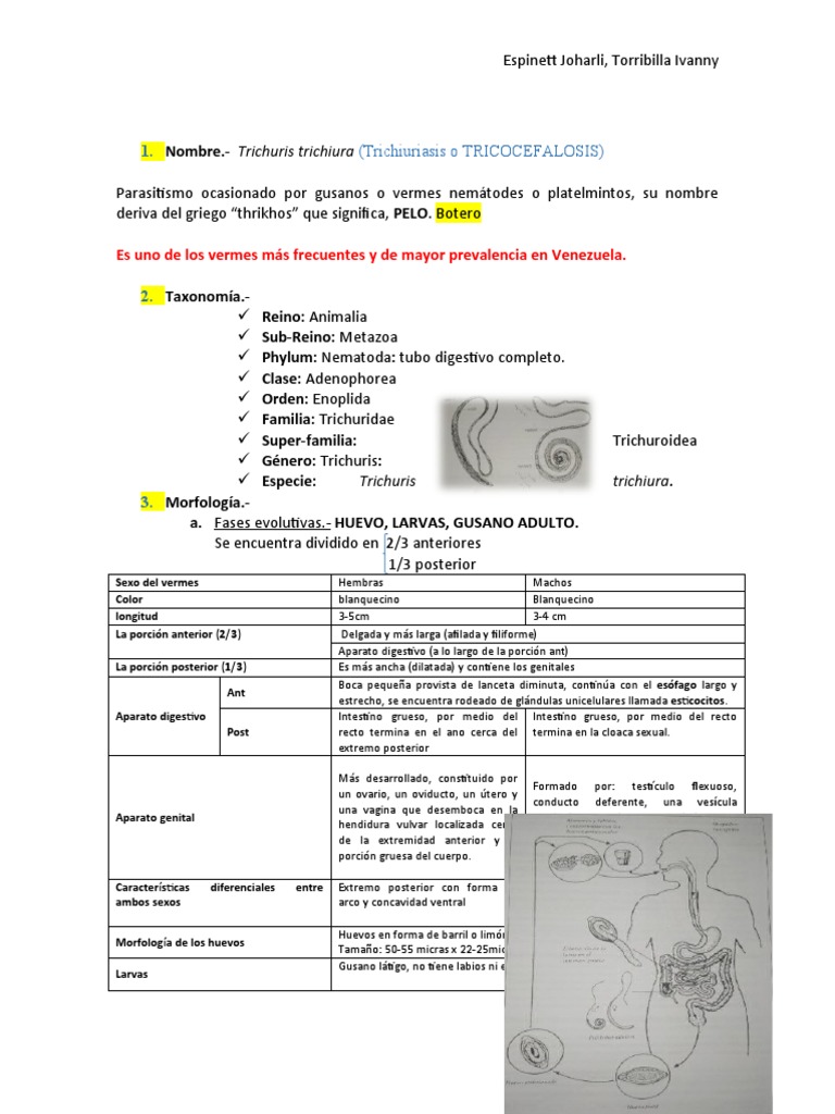 Trichuris Trichiura | PDF | Diarrea | Nematodo