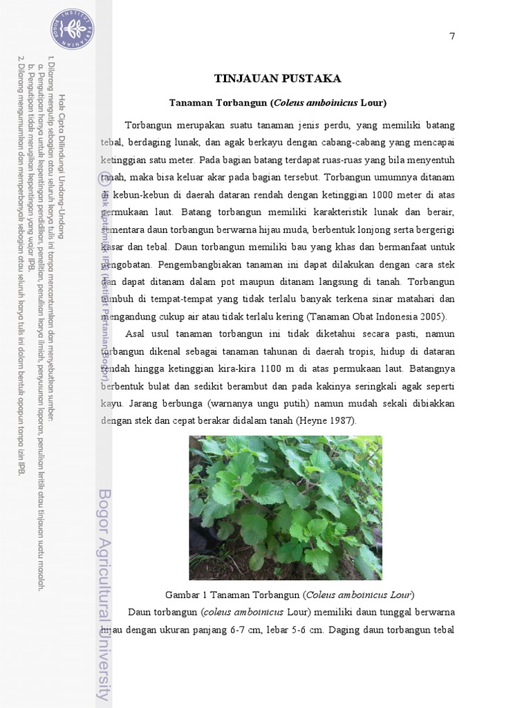 Manfaat Daun Torbangun untuk Ibu Menyusui | PDF