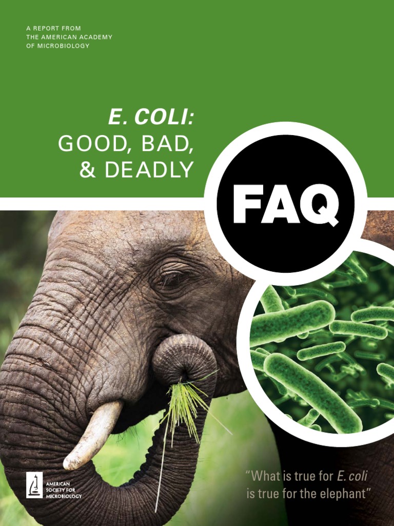 E. Coli:: Good, Bad, & Deadly | PDF | Escherichia Coli | Virus