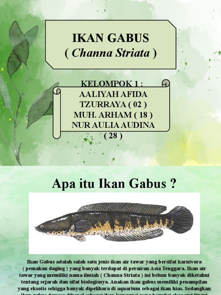 Ikan Gabus | PDF