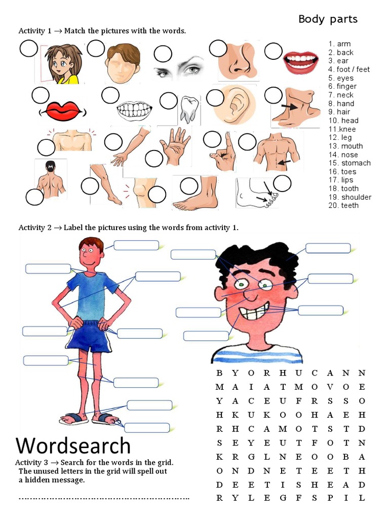 Body Parts | PDF | Human Anatomy