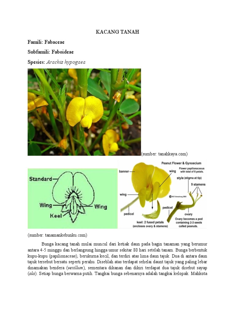 Kacang Tanah | PDF