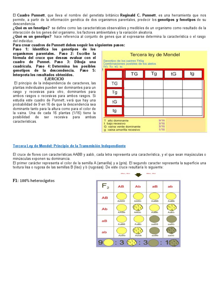 Hoja De Trabajo Para Practicar El Cuadro De Punnett