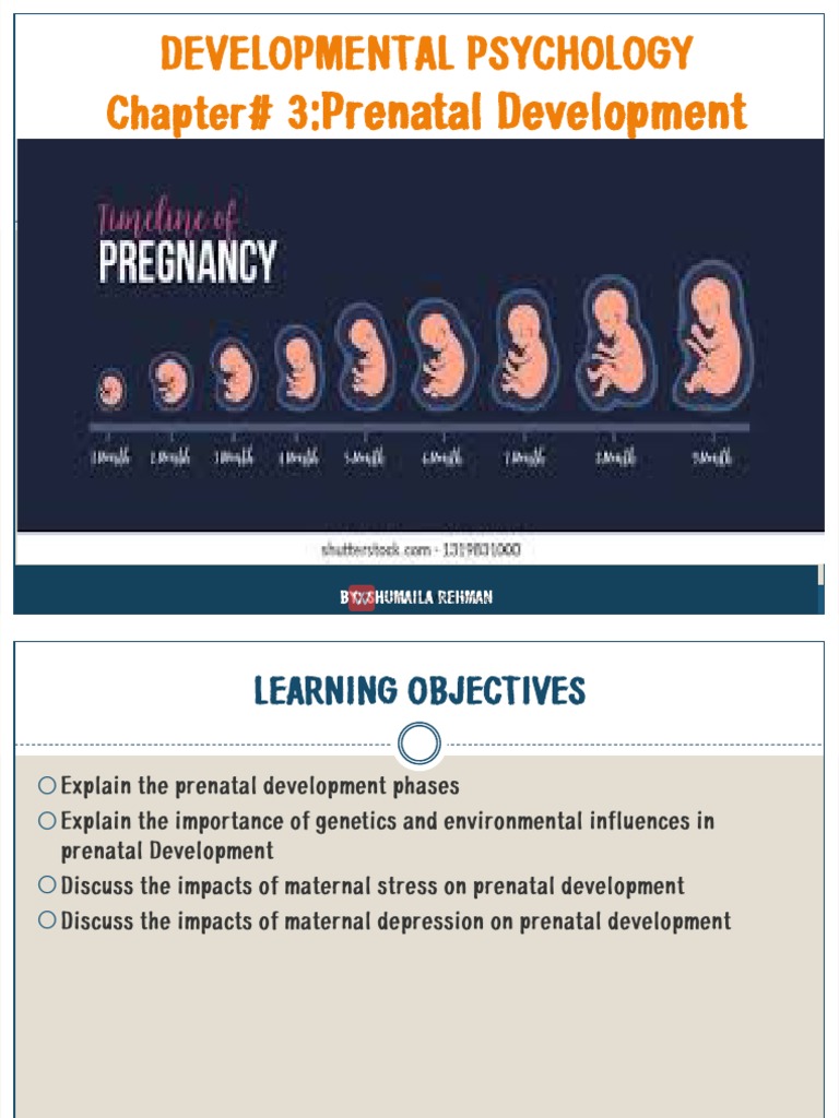 Prenatal Development Phases Explained | PDF | Prenatal Development | Fetus