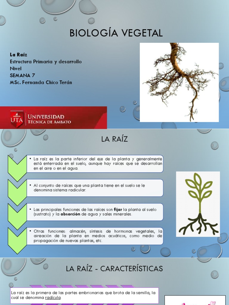 Clase Tema 7. La Raiz. Estructura Primaria y Desarrollo | PDF | Raíz ...