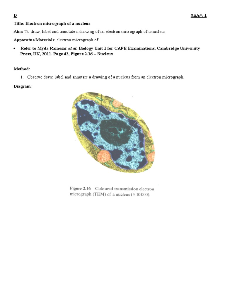 A Labeled and Annotated Electron Micrograph of a Cell Nucleus | PDF