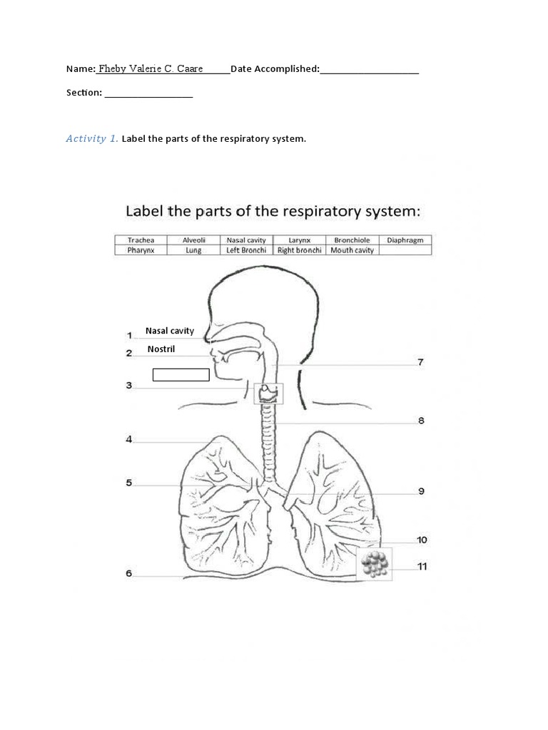 Activity On The Respiratory and The Circulatory System | PDF ...