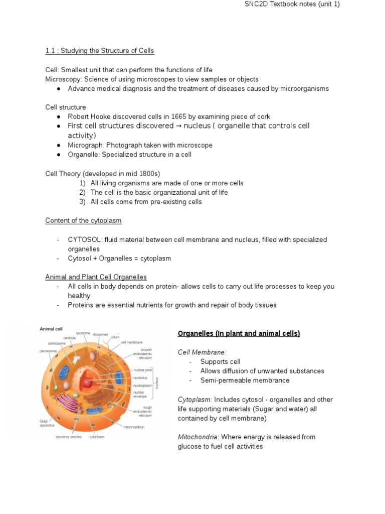 Biology Textbook Notes | PDF | Mitosis | Human Body
