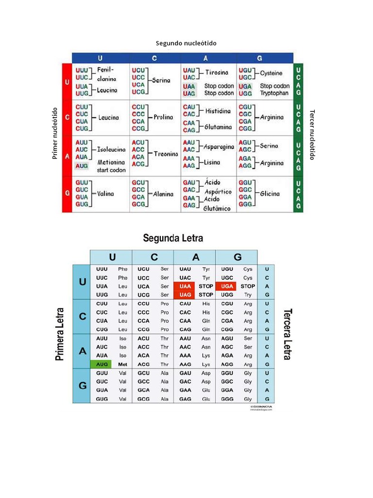 Código Genético. Tablas para Utilizar en Las Actividades. | PDF