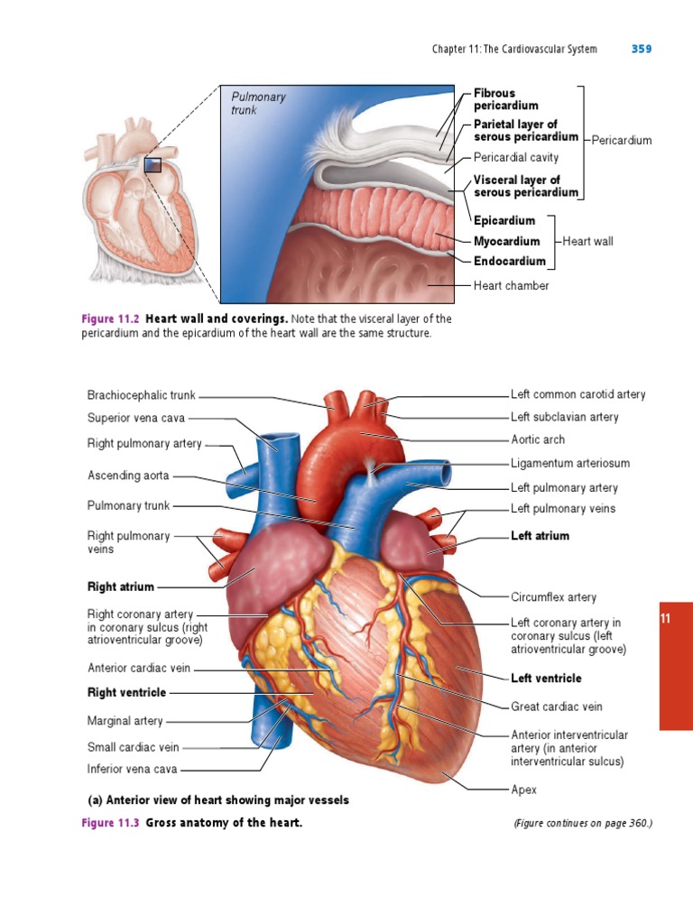 Cardiovascular System - Printable Pages - Marieb | PDF | Heart Valve ...