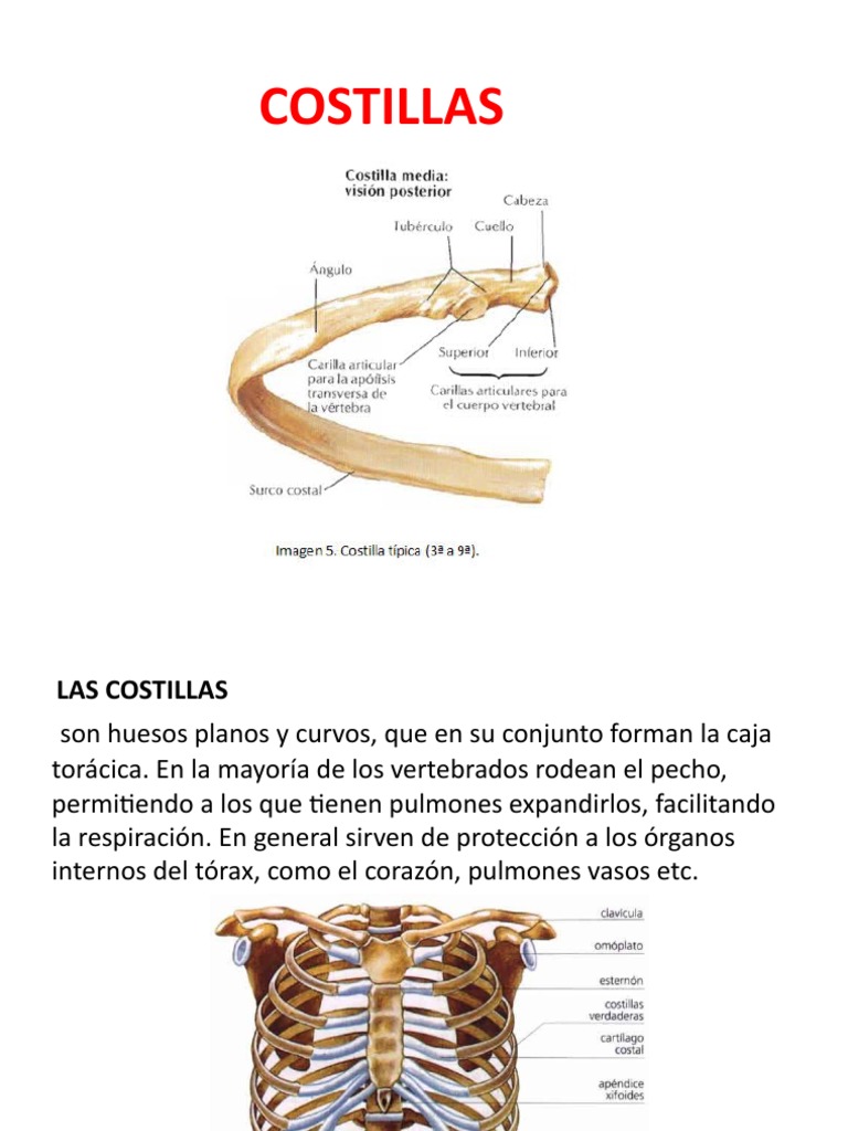 COSTILLAS | PDF | Tórax | Anatomía