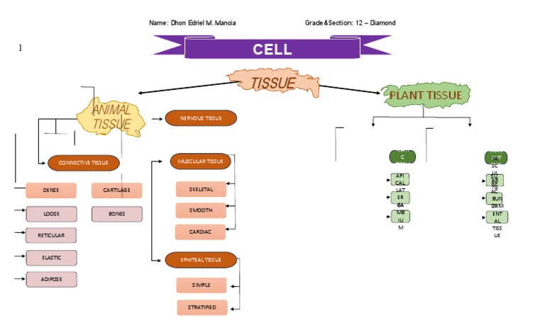 Concept Map - HISTOLOGY | PDF | Tissue (Biology) | Connective Tissue