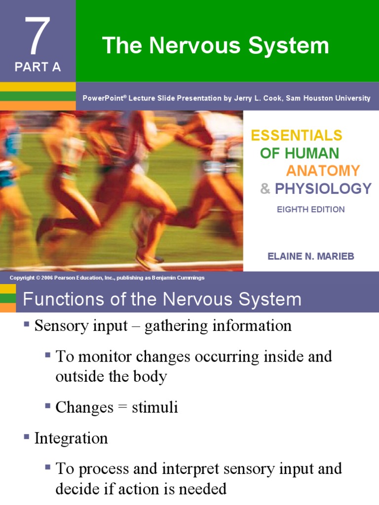The Nervous System: Essentials | PDF | Neuron | Axon