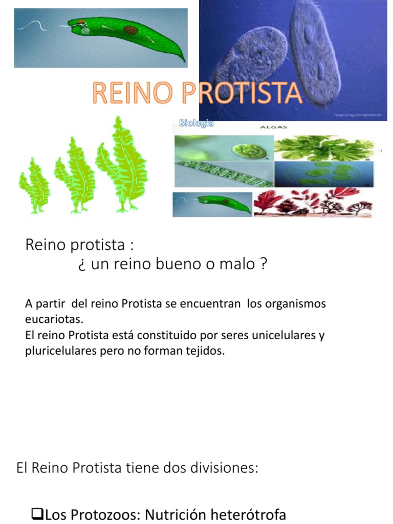 Reino Protista | PDF
