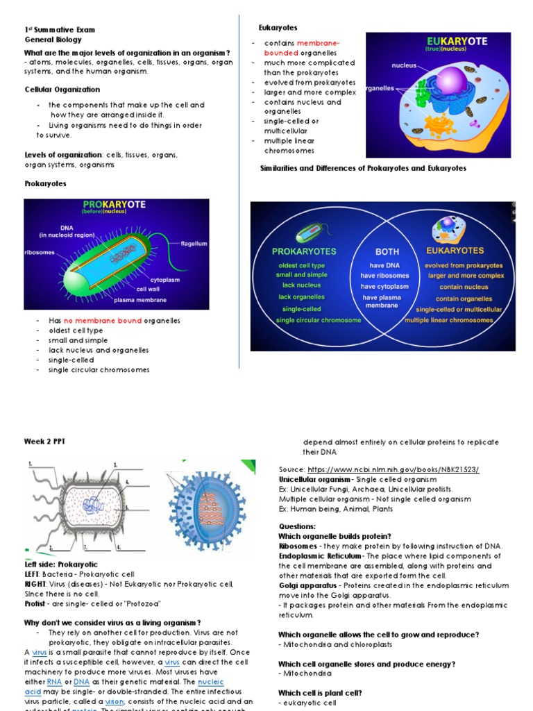 1st Summative Exam - General Biology | PDF | Mitosis | Cell (Biology)