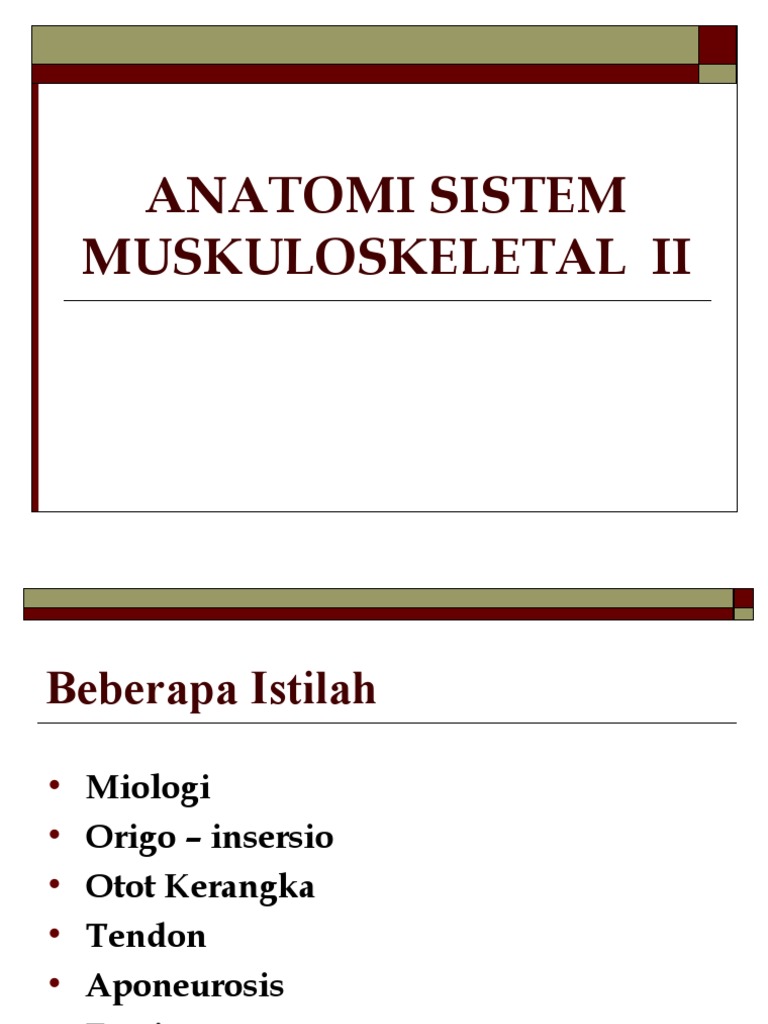 Anatomi Sistem Muskuloskeletal II | PDF | Kaki | Anggota Badan (Anatomi)