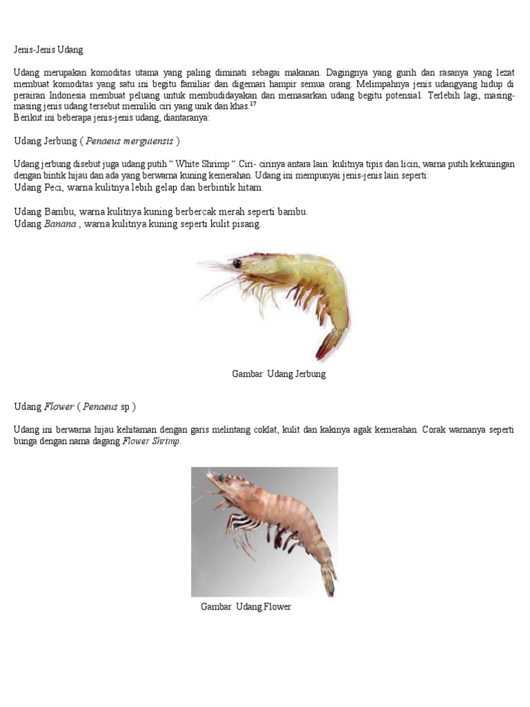 Ciri-Ciri dan Jenis-Jenis Udang | PDF | Kesehatan Holistik | Sains ...